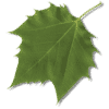 Tree of the Quarter: Trumpet Trees | Florida Urban Forestry Council