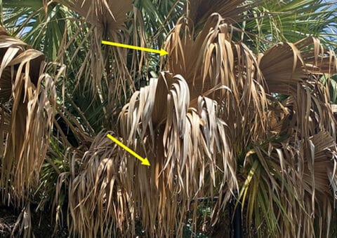 Lethal Bronzing in Palm | Florida Urban Forestry Council