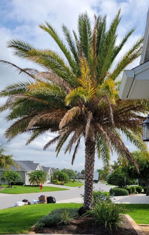 Stump the Forester: My Palm leaves are turning brown, does it have a ...
